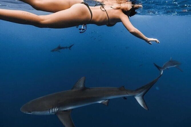 Private Shark Dive, Oahu, Hawaii (6 Guest) - Who Will Love This Tour?