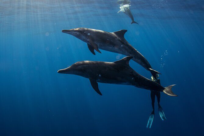 Private Shark Dive, Oahu, Hawaii (6 Guest) - The Sum Up