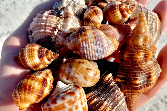 Private Shelling and Dolphin Excursion - Final Thoughts