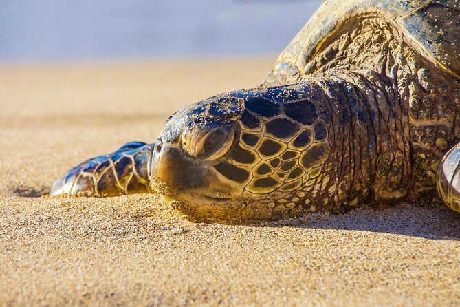 Private Shore Excursion: Best Highlights of Maui - Why This Tour Appeals