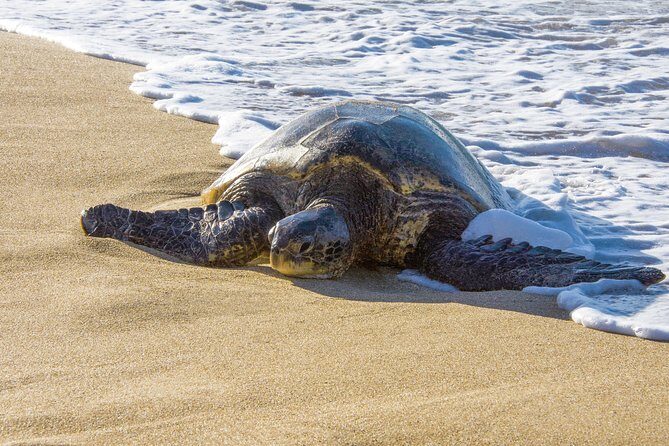 Private Shore Excursion: Best Highlights of Maui - FAQ