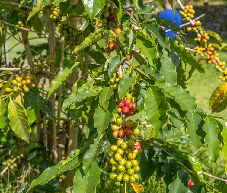 Private Shore Excursion Kona Coffee & National Historic Park - Who Its Best For