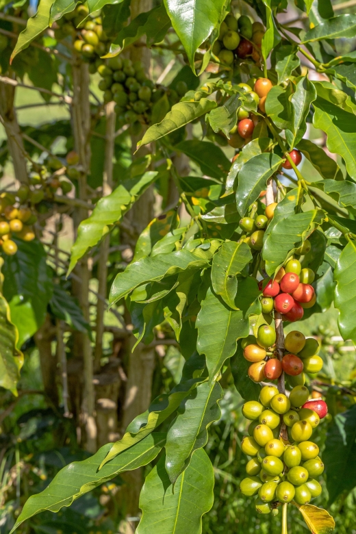 Private Shore Excursion Kona Coffee & National Historic Park - FAQs