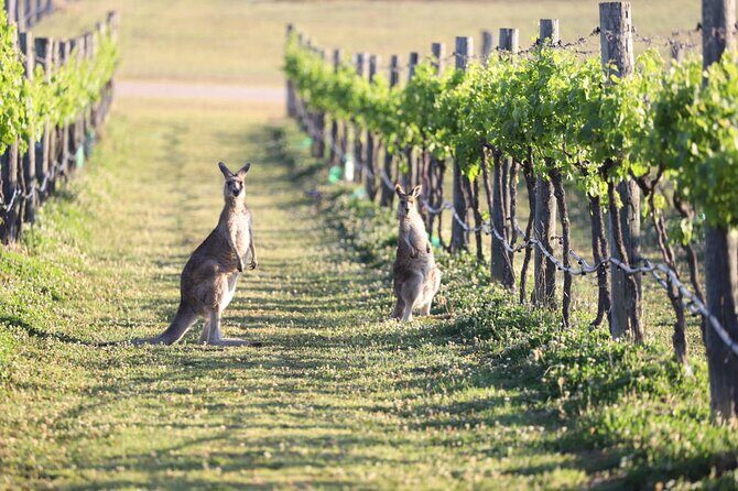Private Shore Excursion with Aussie Wildlife in Melbourne - Frequently Asked Questions
