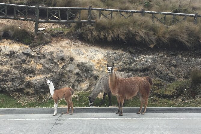 Private Shuttle Cuenca To/From Guayaquil - Shuttle Features