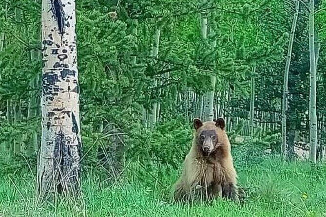 Private Sightseeing Bronco Tour in Cripple Creek, Colorado - Practical Details and What to Expect