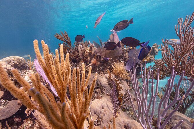 Private Sightseeing Tour in Nassau with Lunch - FAQ