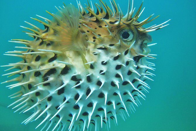 Private Snorkel Cruise in Cabo San Lucas - Key Points