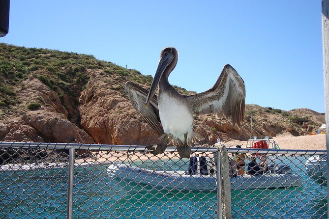 Private Snorkel Cruise in Cabo San Lucas - The Value and Atmosphere