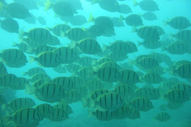 Private Snorkel Cruise in Cabo San Lucas - The Sum Up