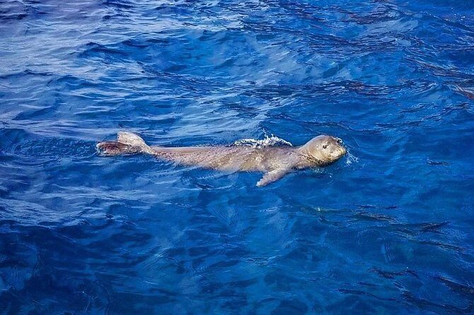 Private Snorkel Tour 3 Hrs 1 stop from Kaanapali Beach - Final Thoughts