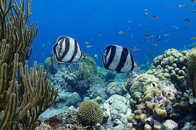 Private Snorkel Tour with Captain and Guide Bonaire Marine Park - Who Should Book This Tour?