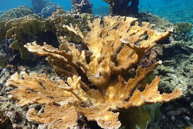 Private Snorkel Tour with Captain and Guide Bonaire Marine Park - Final Thoughts