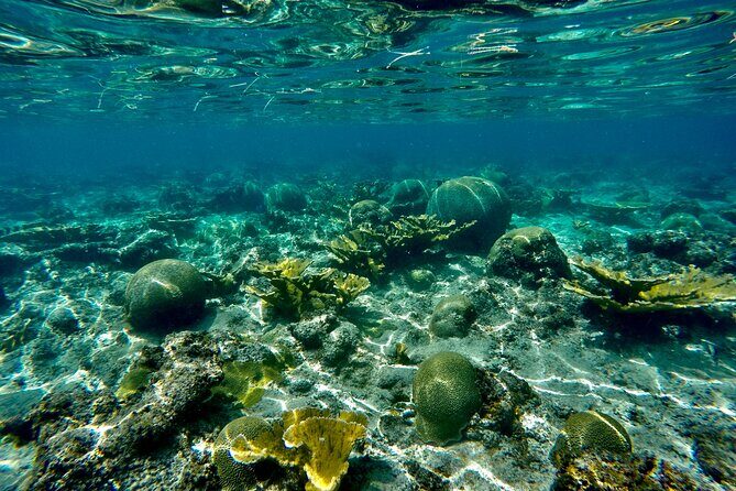 Private Snorkeling Adventure in Puerto Rico's Natural Reserve - Discover the Underwater Charm of Puerto Rico with a Private Snorkeling Tour