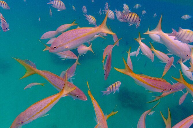 Private Snorkeling Adventure in Puerto Rico's Natural Reserve - An In-Depth Look at the Tour Experience