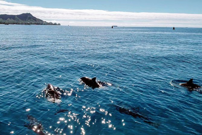 Private Snorkeling and Wildlife on The Adventure Boat - Meeting and Pickup Details