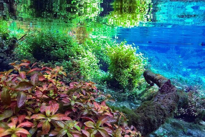 Private Snorkeling Expedition in the Florida Springs - Exploring the Florida Springs: A Natural Wonder