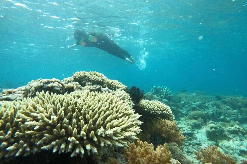 Private Snorkeling GIli Asahan, Goleng, Gili Layar & Gede - Whats Included & What to Consider