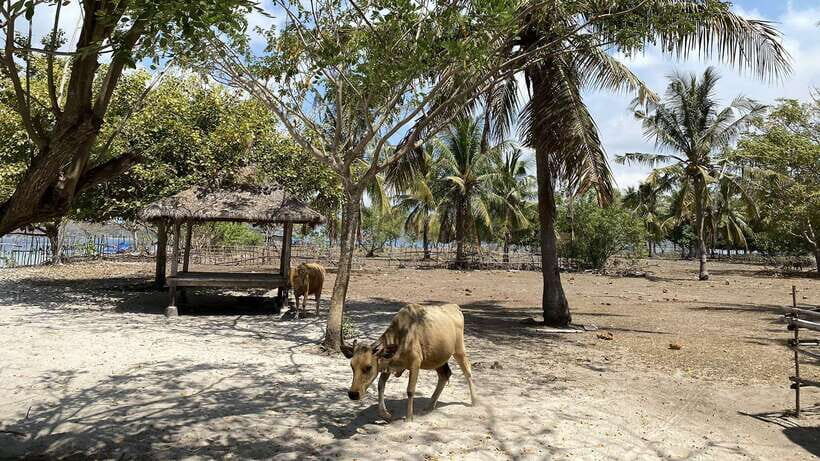 Private Snorkeling GIli Asahan, Goleng, Gili Layar & Gede - Frequently Asked Questions