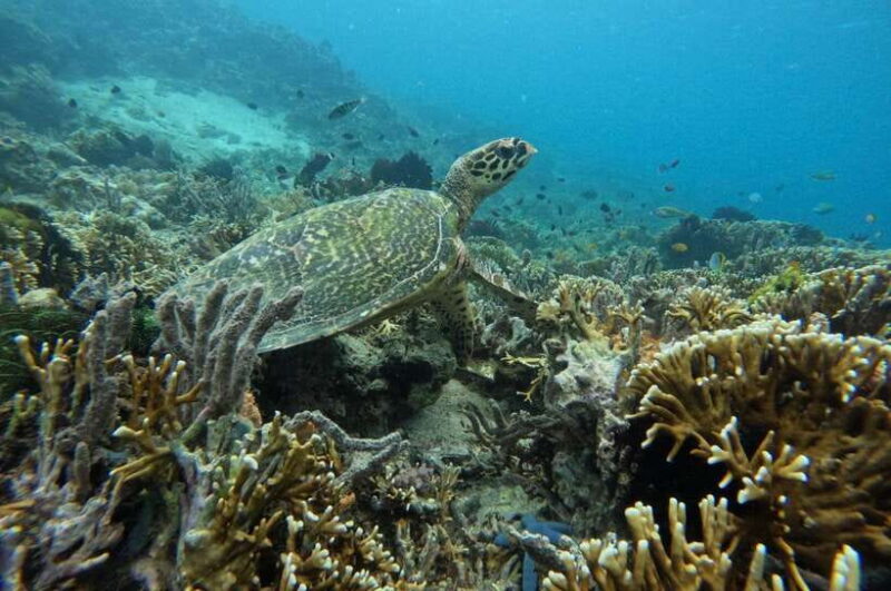 Private Snorkeling Gili Gede, GIli Asahan, Gili Goleng Tour - The Experience from Travelers’ Perspectives