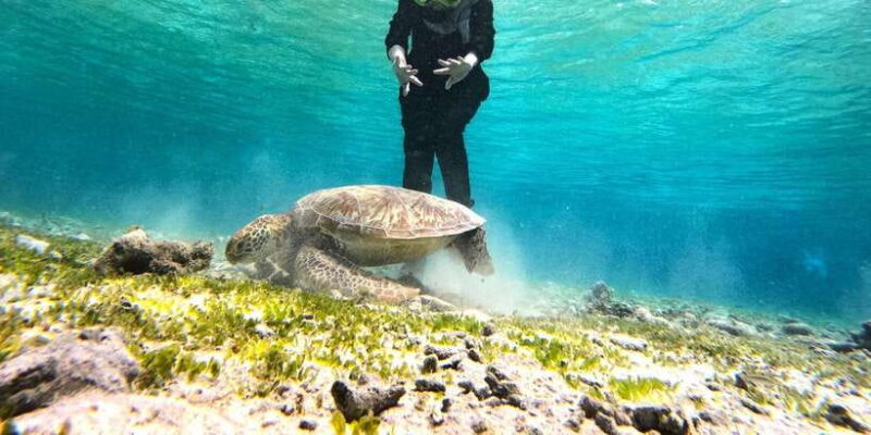 Private Snorkeling Gili Islands Full Day Tour - Key Points