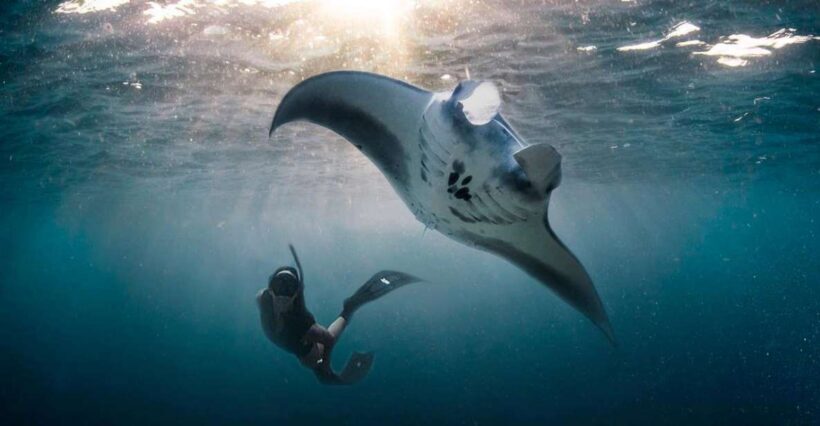 Private Snorkeling in Nusa Penida - A Deeper Look at the Tour Experience