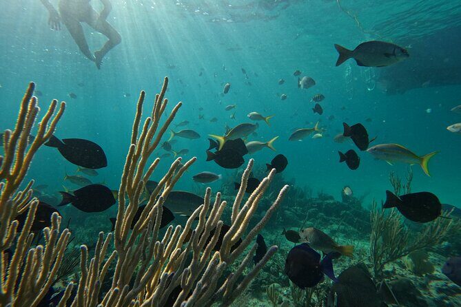 Private Snorkeling or Fishing Charter in Nassau - 38ft Free Time - FAQ