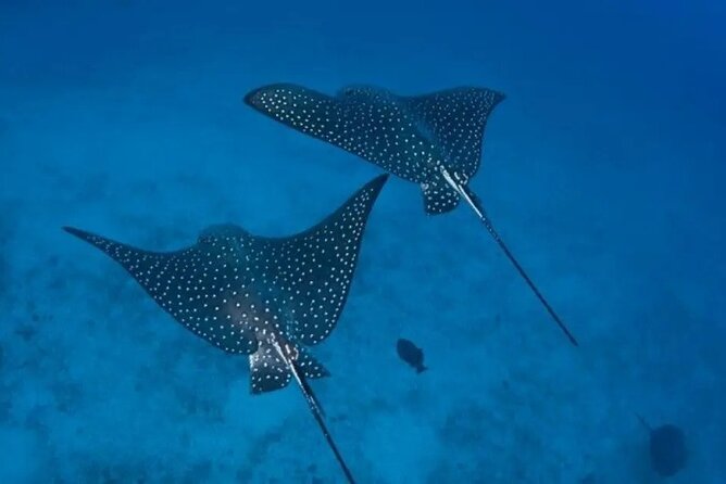 Private Snorkeling Tour by Boat in Flamingo Beach - Tour Overview and Details
