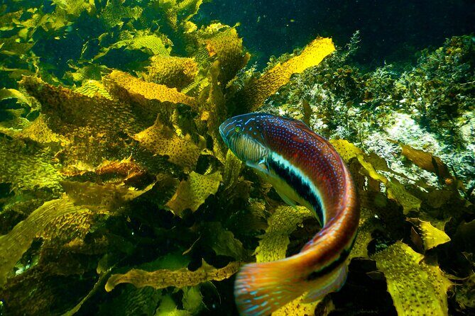 Private Snorkeling Tour In Sydney's Marine Reserve - Exploring Sydney’s Hidden Underwater Treasure