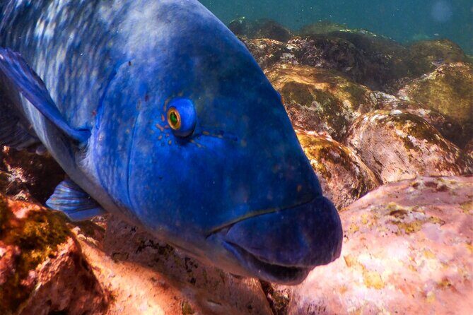 Private Snorkeling Tour In Sydney's Marine Reserve - The Sum Up