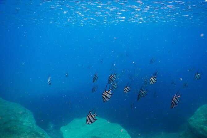 Private Snorkeling Tour In Sydney's Marine Reserve - FAQ