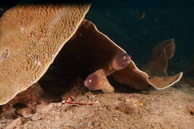 Private Snorkeling trip at Koh Kood - FAQs