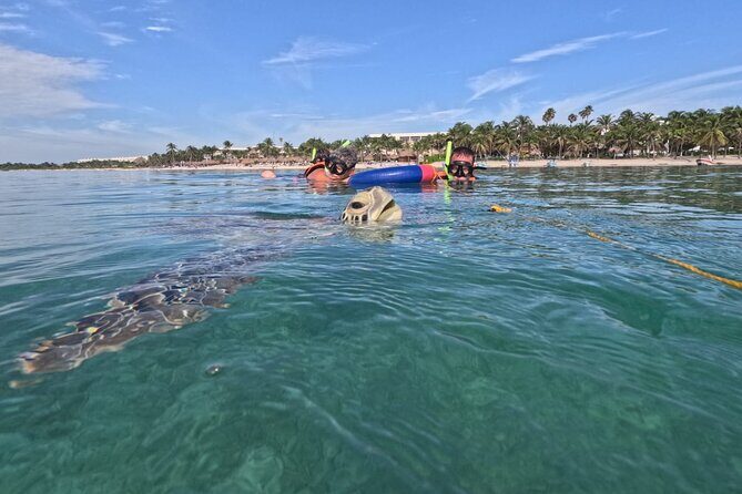 Private Snorkeling with Sea Turtles in Akumal Beach - Why This Tour Is Worth Considering