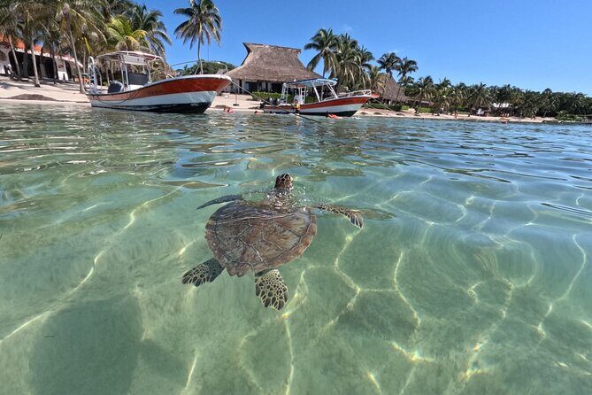 Private Snorkeling with Sea Turtles in Akumal Beach - Practical Details and Logistics