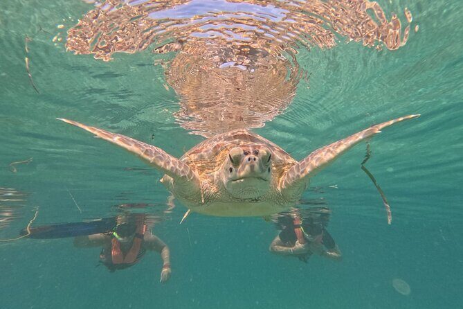 Private Snorkeling with Sea Turtles in Akumal Beach - What Travelers Say