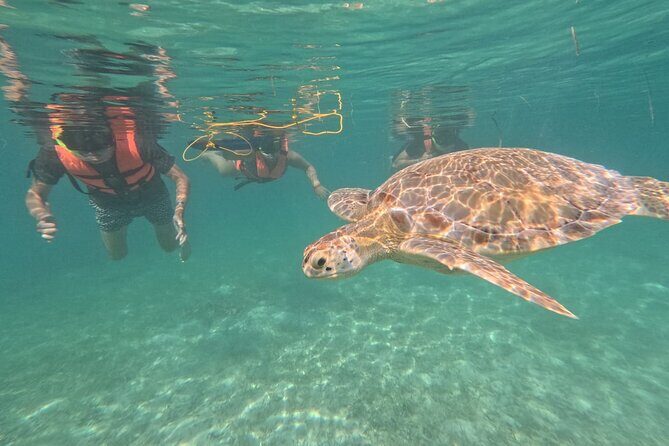 Private Snorkeling with Sea Turtles in Akumal Beach - Who Will Love This Tour?