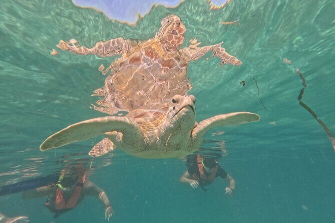 Private Snorkeling with Sea Turtles in Akumal Beach - Final Thoughts