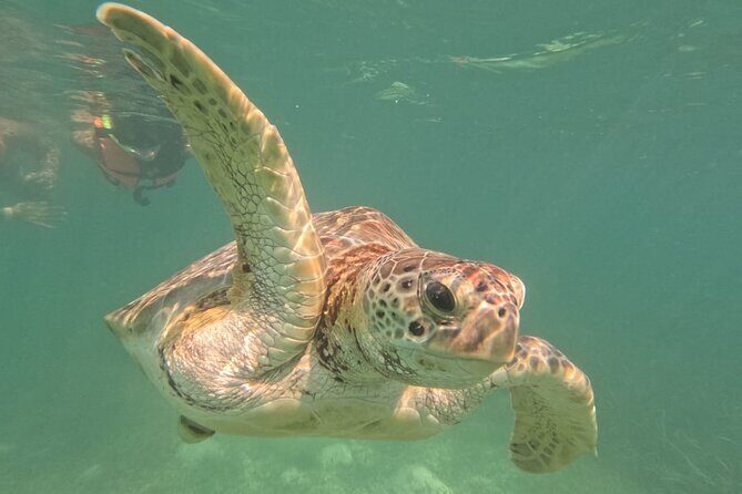 Private Snorkeling with Sea Turtles in Akumal Beach - FAQ