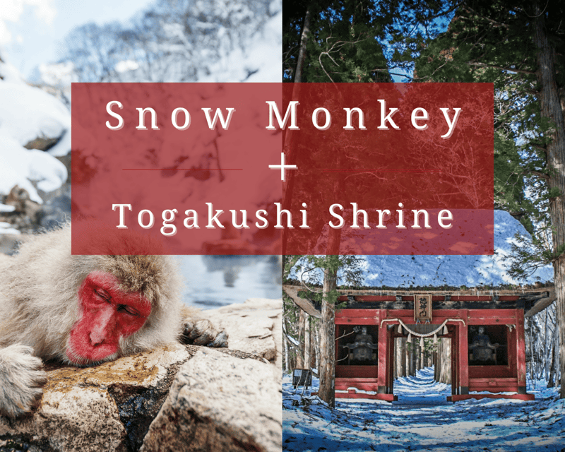 [Private] [Snow Monkey + Togakushi Shrine] From Nagano/Myoko - Experience and Guide