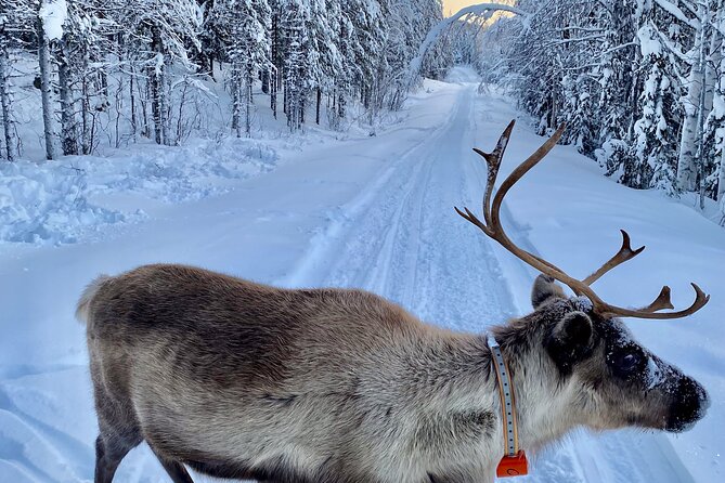 Private Snowmobile Day Tours - What to Expect on Your Tour