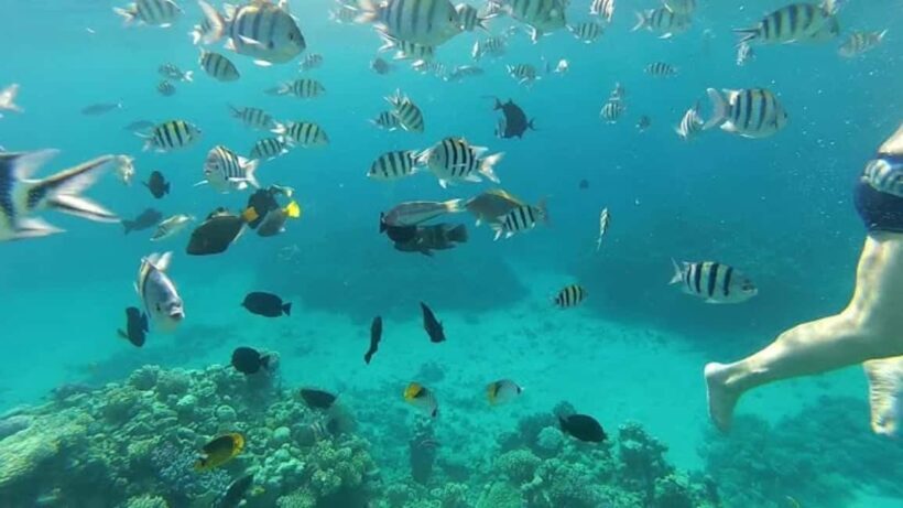 Private: Sosua Bay Snorkeling Tour with Hotel Pickup - Who Would Love This Tour?