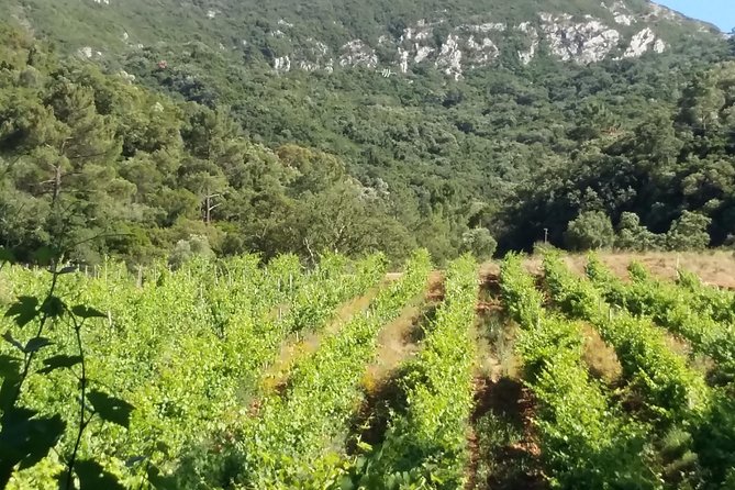 Private Special Tour Around Lisbon and Wine Tasting - FAQ