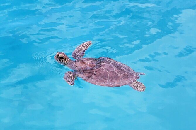 Private Speed Boat Charter in St Maarten & Nature Reserve - Final Thoughts