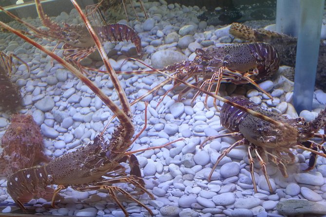 Private Speedboat Tour to National Park Kornati Islands - Tour Timing and Accessibility