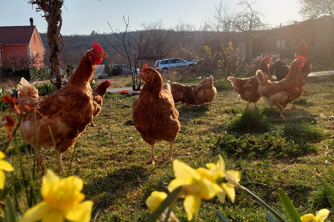 Private Split and Trogir Tour With LOCAL - Comfort and Convenience of Private Touring