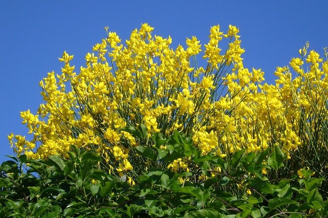 Private Split Walking Tour With a Photo Session - Important Information for Participants