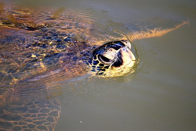 Private Stand up Paddle Lesson and Tour (for 1 or more paddlers) - Authentic experiences highlighted by reviews