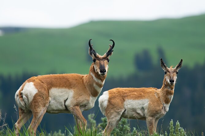 Private Sunrise 4-Hour Grand Teton Wildlife Adventure - Wildlife Spotting With Professional Optics