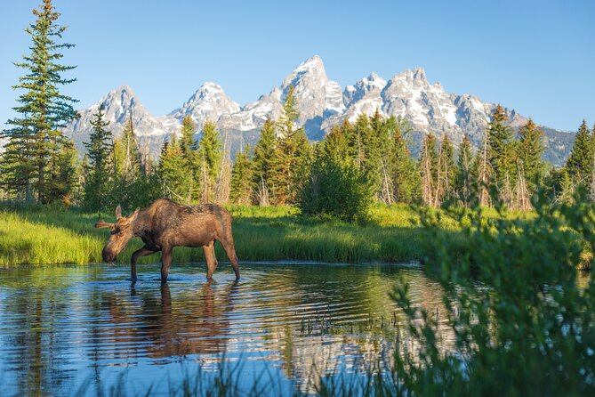 Private Sunrise 4-Hour Grand Teton Wildlife Adventure - Comfortable and Scenic Safari-Style Vehicle