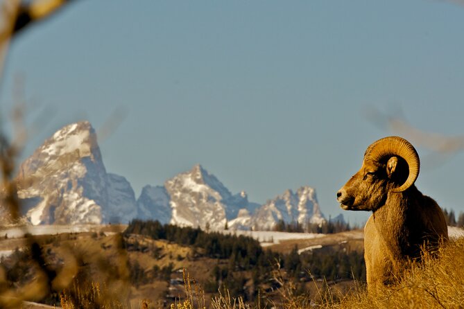 Private Sunrise 4-Hour Grand Teton Wildlife Adventure - Inclusions for a Memorable Adventure
